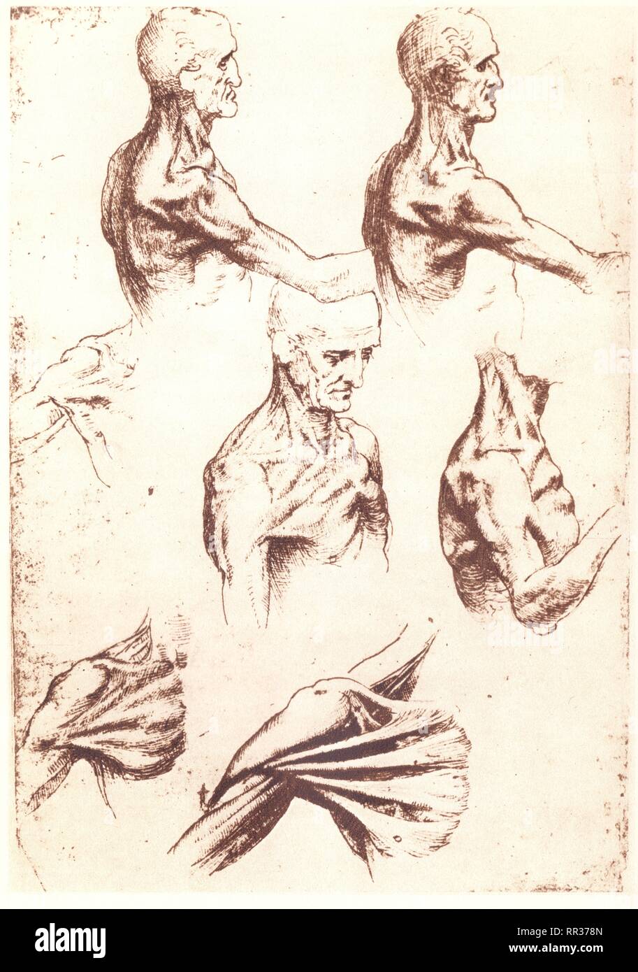 Disegni di anatomia leonardo da vinci immagini e fotografie stock ad ...
