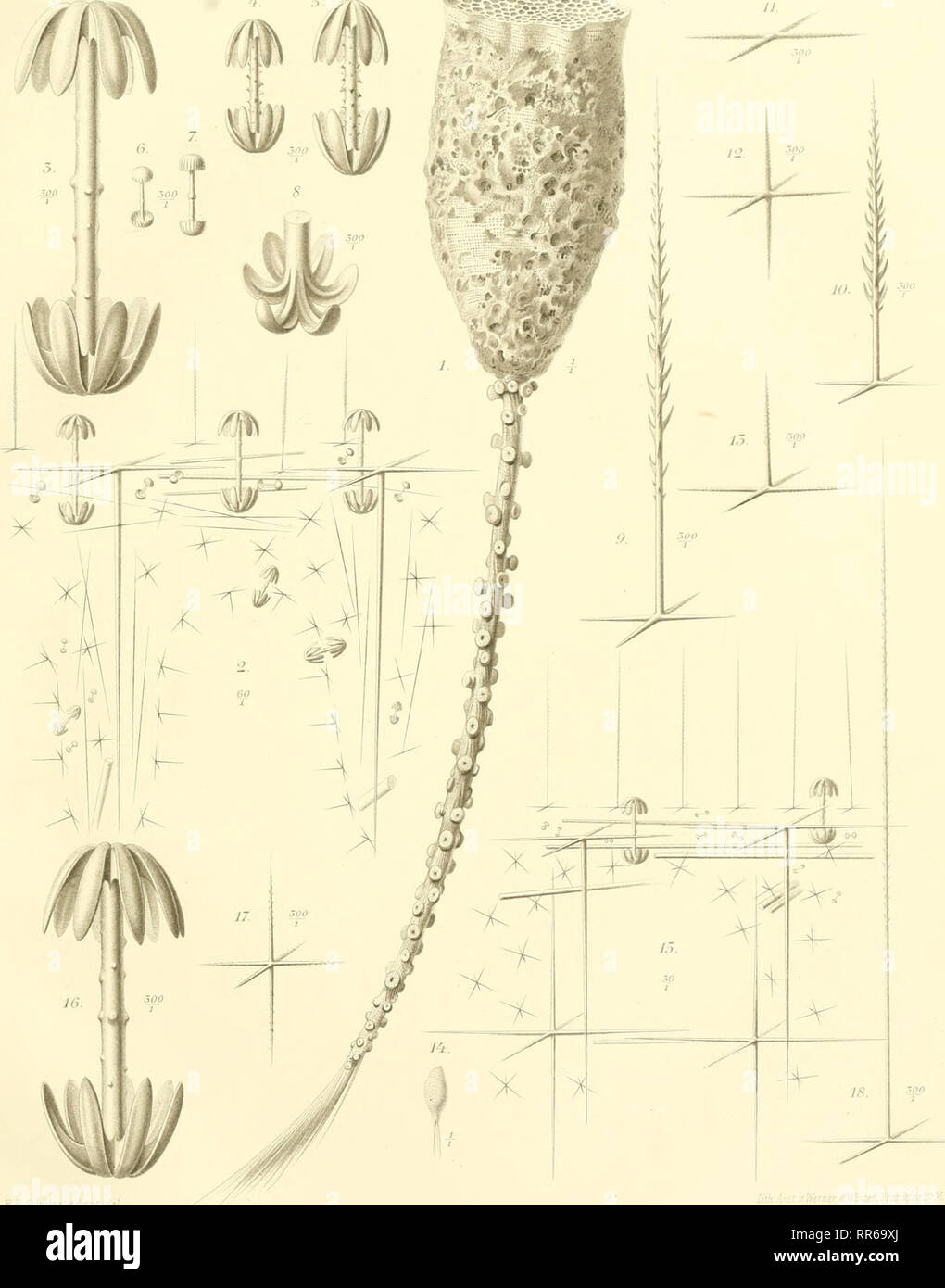 . Abhandlungen der Königlichen Akademie der Wissenschaften di Berlino ...