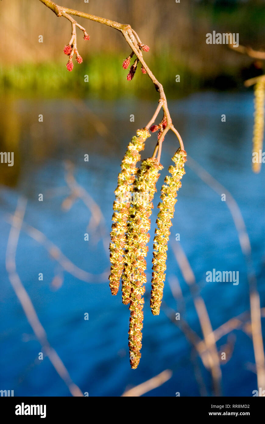 Albero britannico nativo immagini e fotografie stock ad alta ...