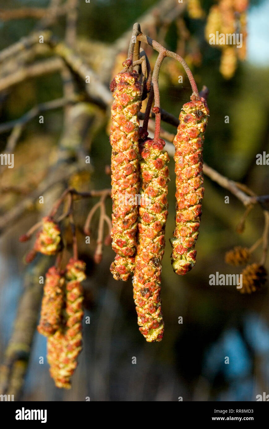 Albero britannico nativo immagini e fotografie stock ad alta ...