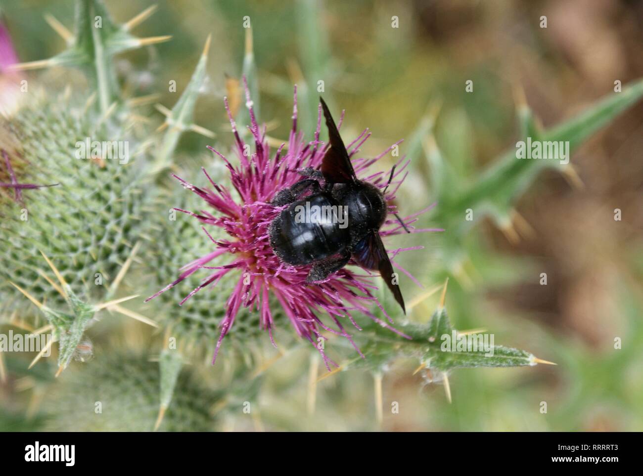 Abejas abejas abejas abejas abejas abejas immagini e fotografie stock ...
