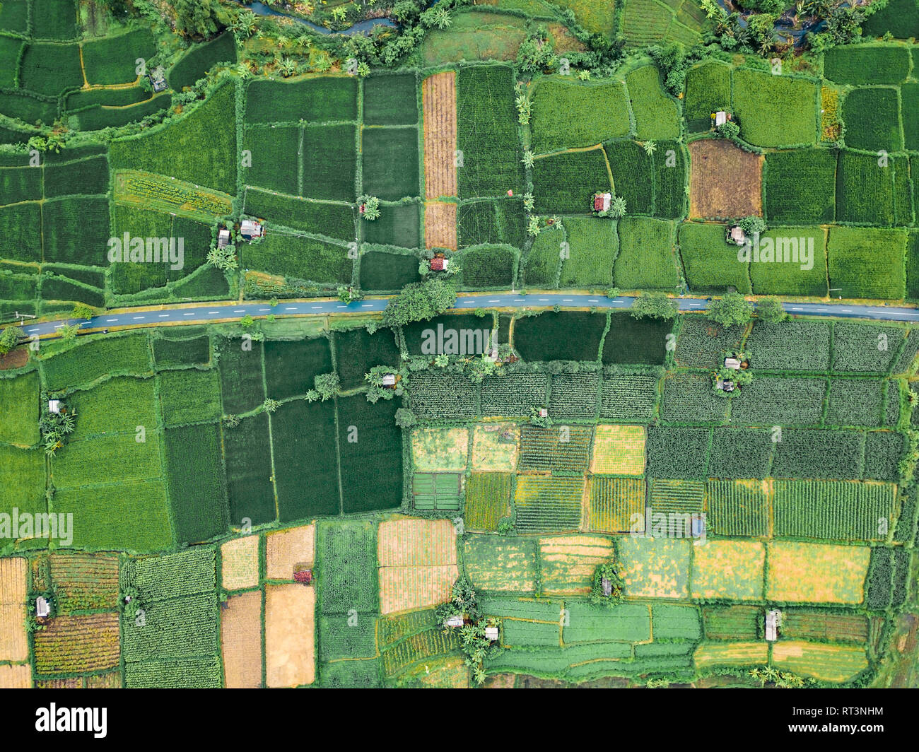 Riso Coltivato Immagini e Fotos Stock - Alamy