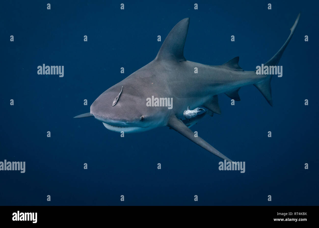 Squalo toro immagini e fotografie stock ad alta risoluzione - Alamy