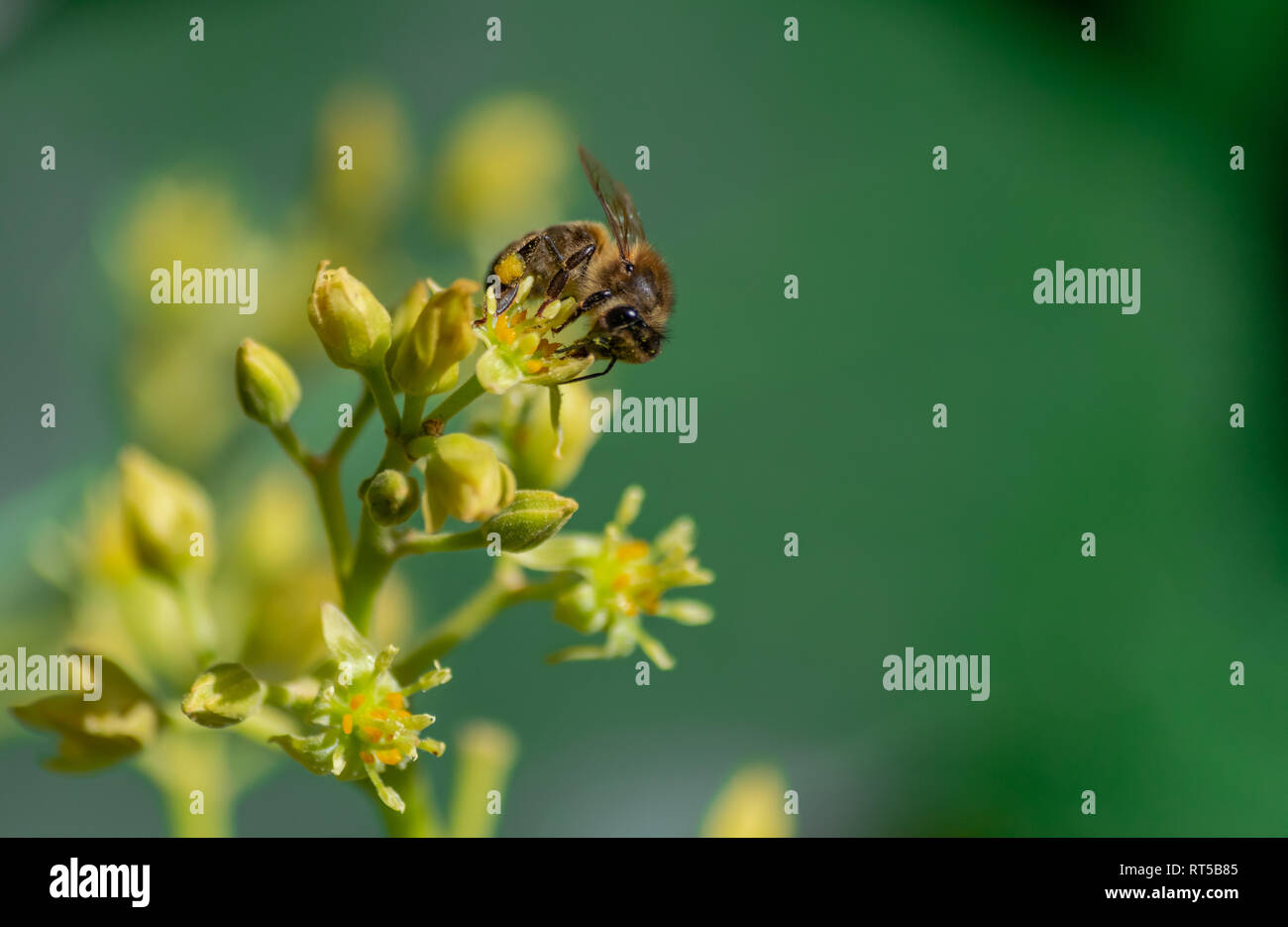 Ciclo di vita delle api immagini e fotografie stock ad alta risoluzione ...