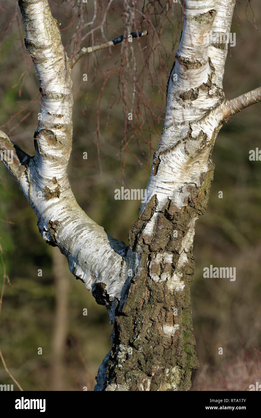 Tronco d'albero betulla pendula betulla d'argento immagini e fotografie ...