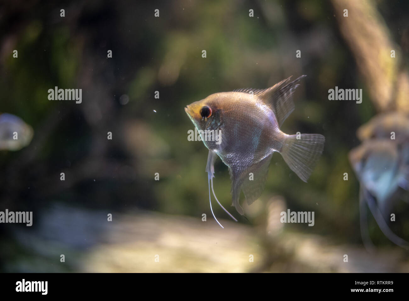 Orinoco angelfish immagini e fotografie stock ad alta risoluzione - Alamy