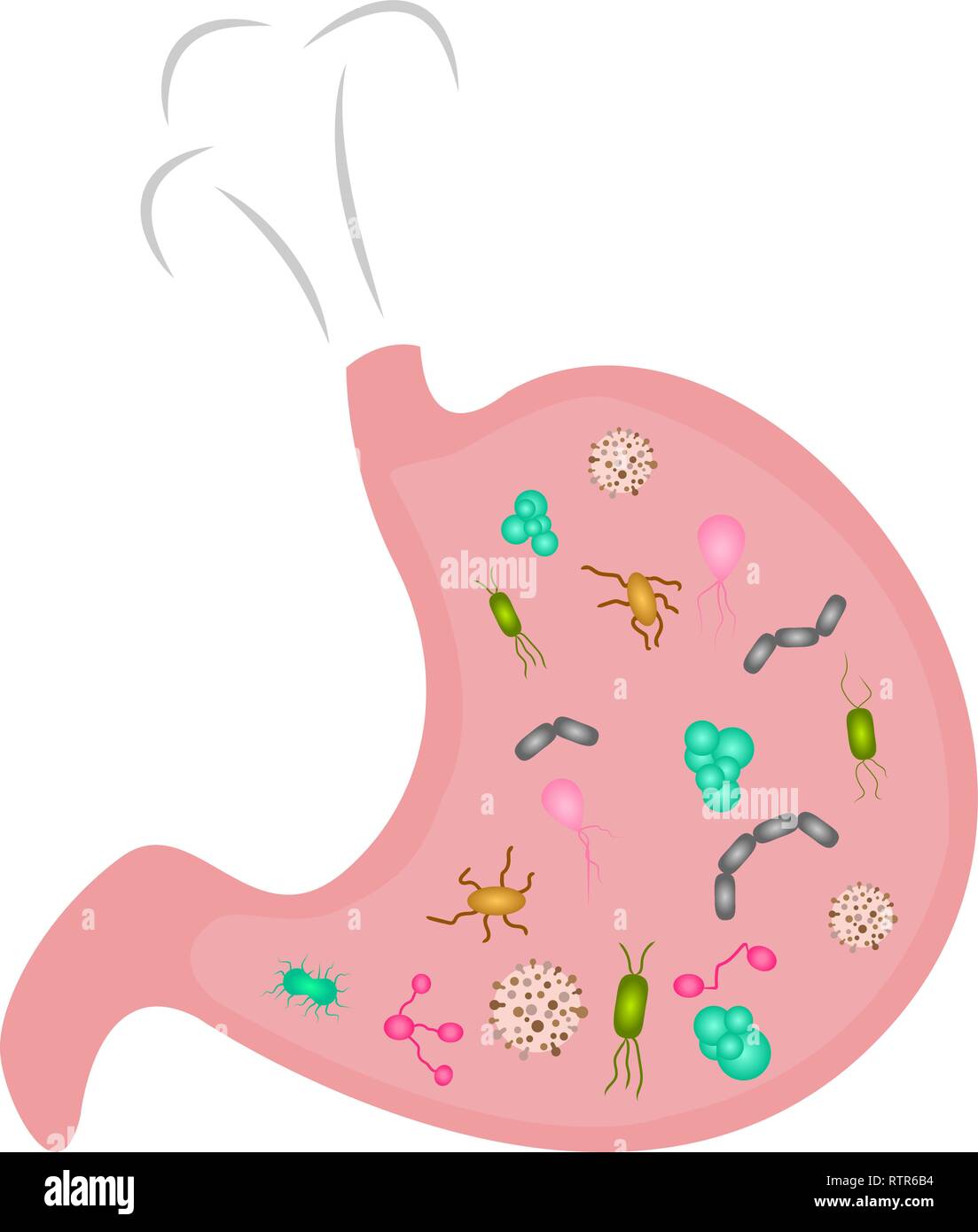 Illustrazione di stomaco pieno sano Immagini Vettoriali Stock - Alamy