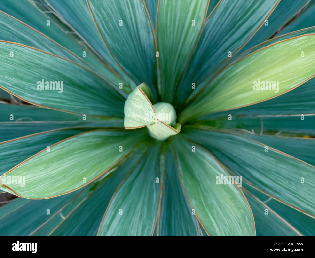 Struttura della pianta e disegni del giardino immagini e fotografie ...