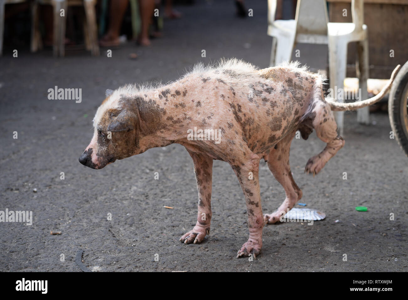 Rogna canina immagini e fotografie stock ad alta risoluzione - Alamy