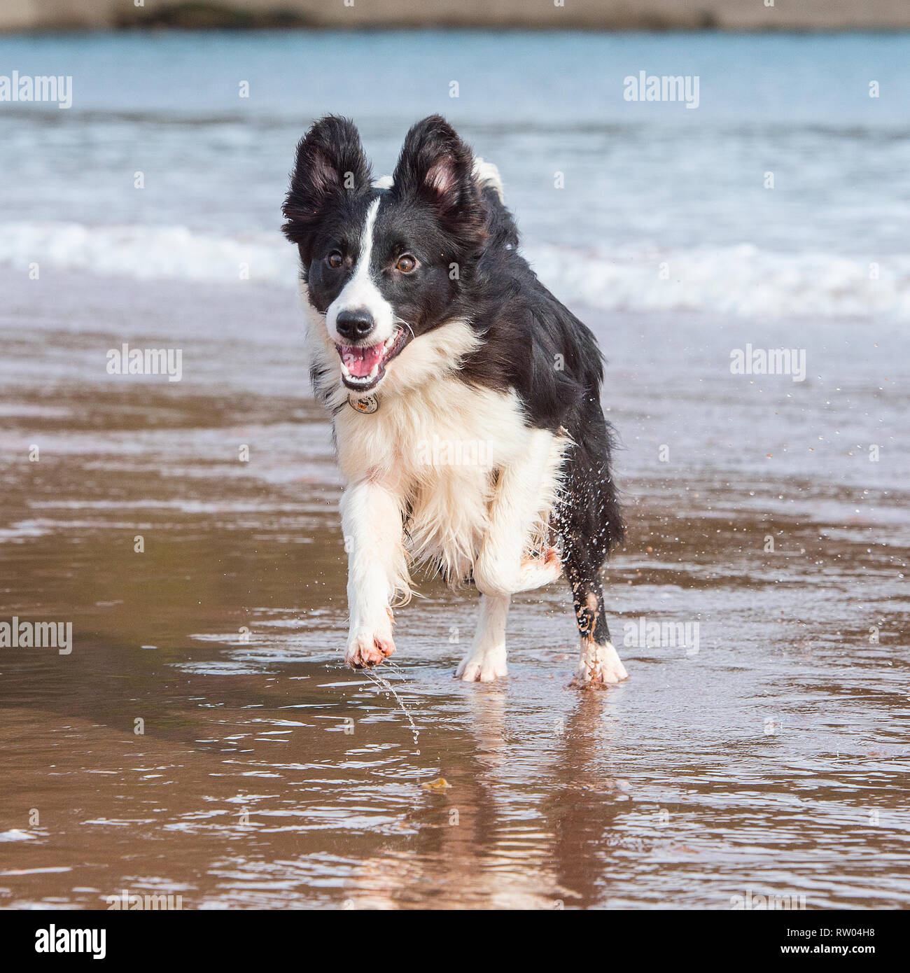 Spiaggia di fronte al mare di border collie immagini e fotografie stock ...