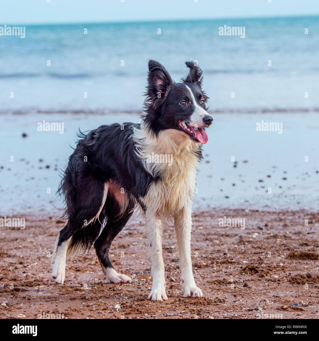 Spiaggia di fronte al mare di border collie immagini e fotografie stock ...