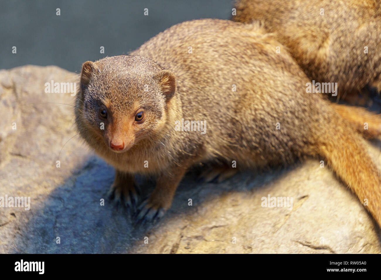 Mangusta egiziana immagini e fotografie stock ad alta risoluzione - Alamy