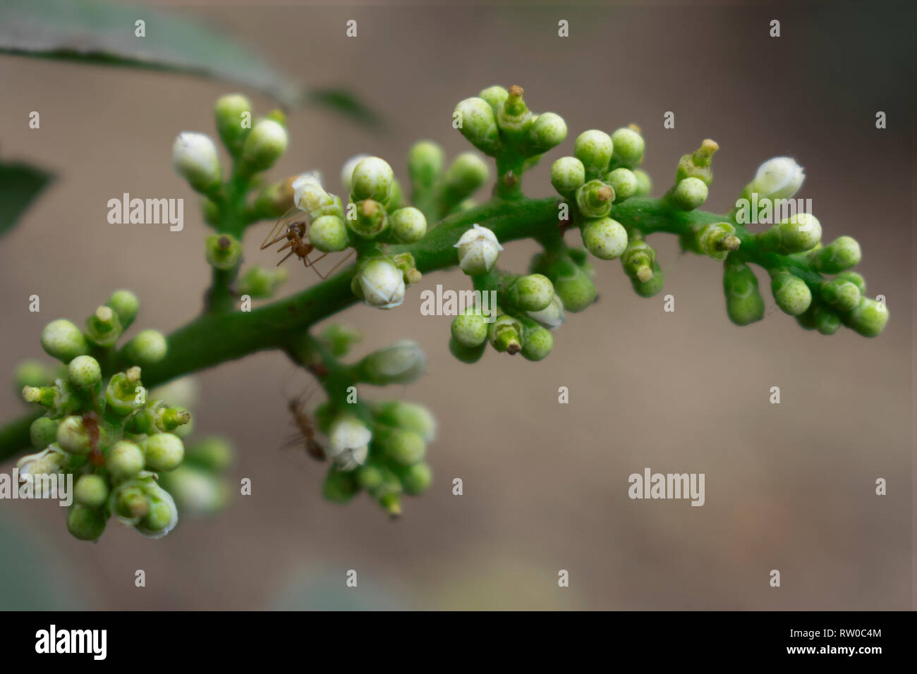Fiore di mango immagini e fotografie stock ad alta risoluzione - Alamy