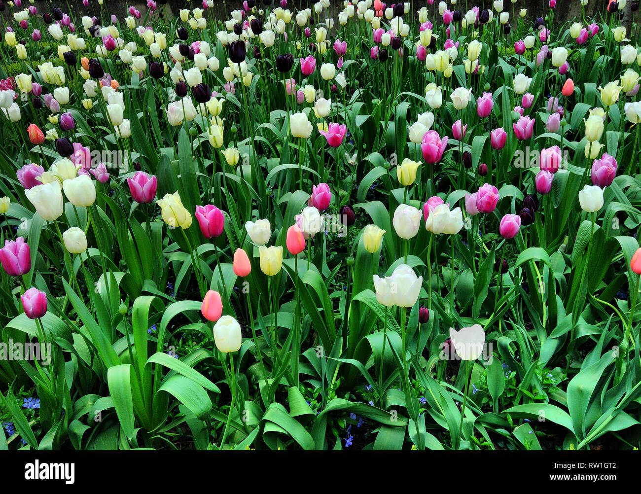 Tulipani prato immagini e fotografie stock ad alta risoluzione - Alamy