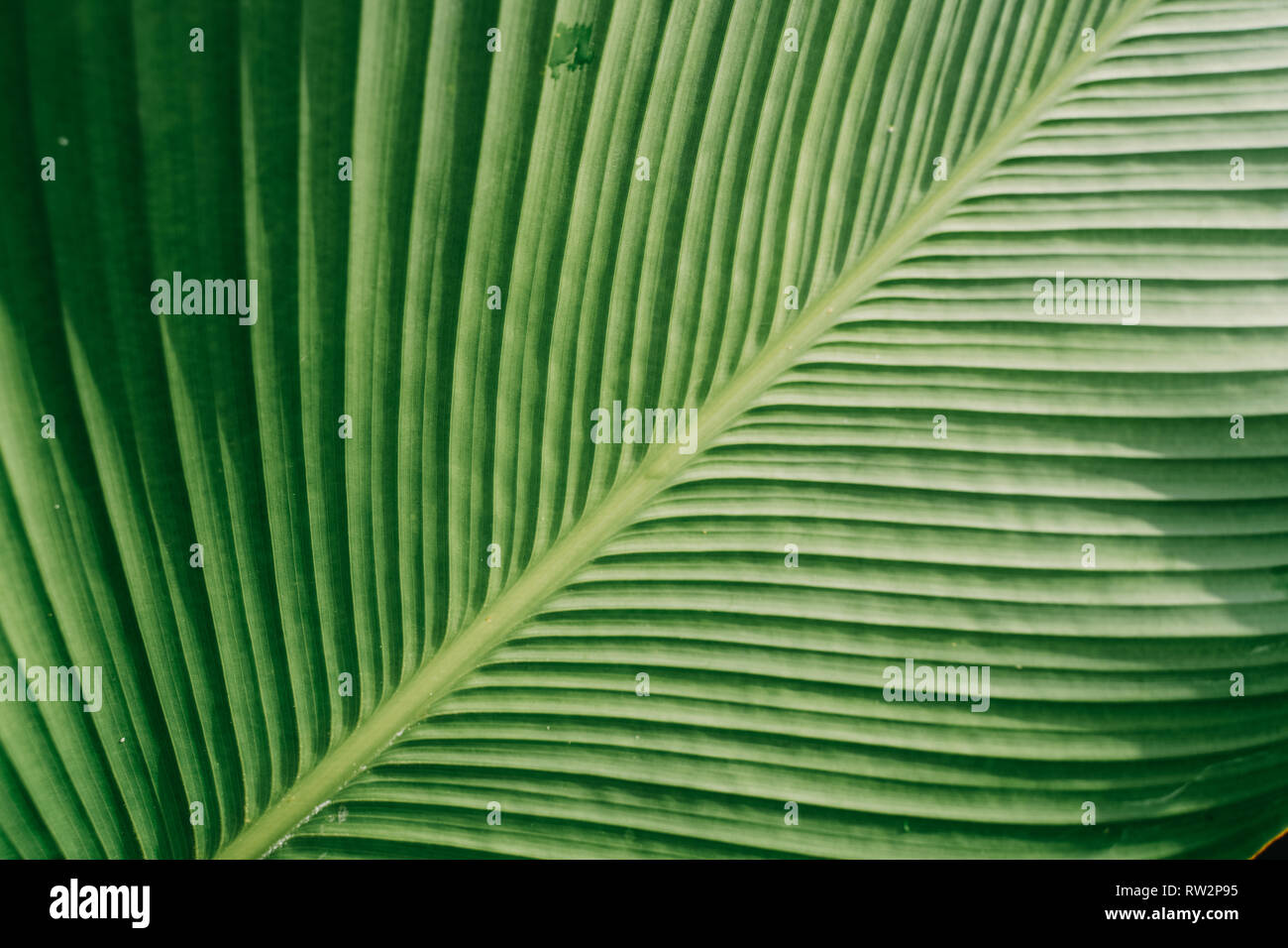 Sfondo Texture Foglia Immagini e Fotos Stock - Alamy