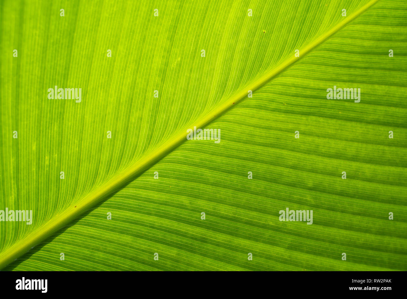 Sfondo Texture Foglia Immagini e Fotos Stock - Alamy