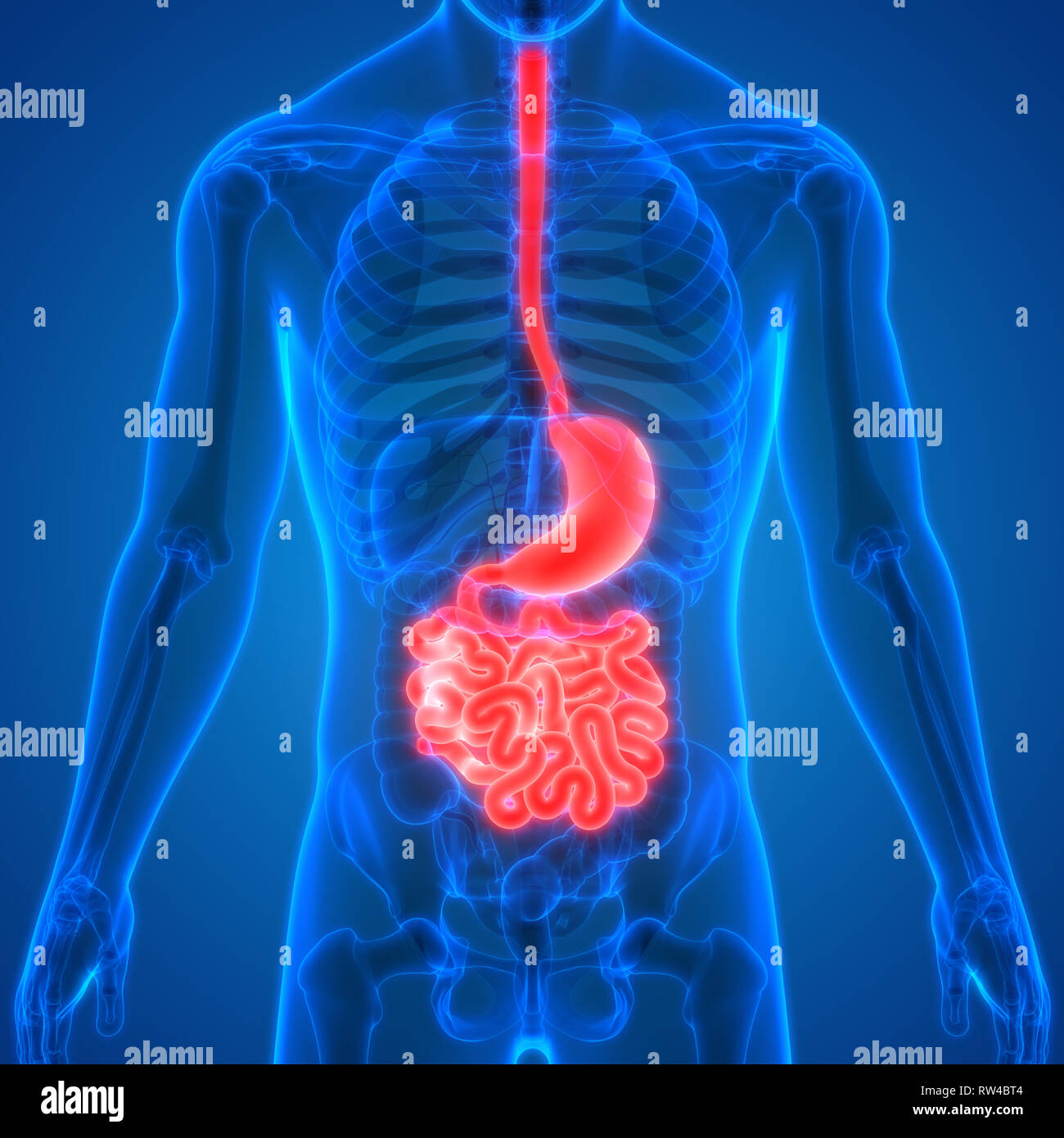 Intestino tenue e stomaco immagini e fotografie stock ad alta ...