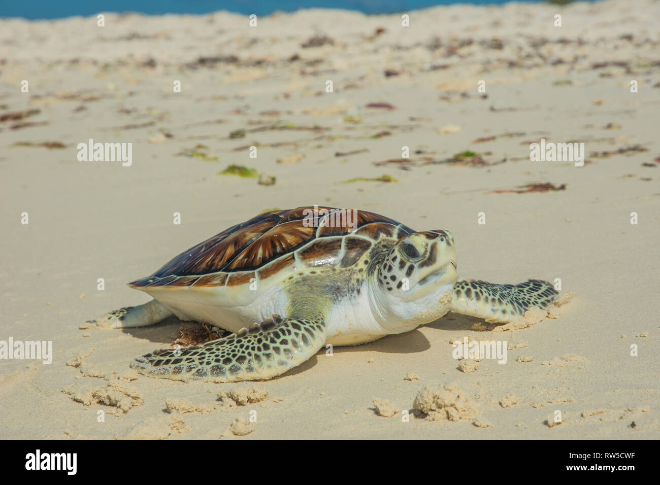 Tortuga del mar immagini e fotografie stock ad alta risoluzione - Alamy