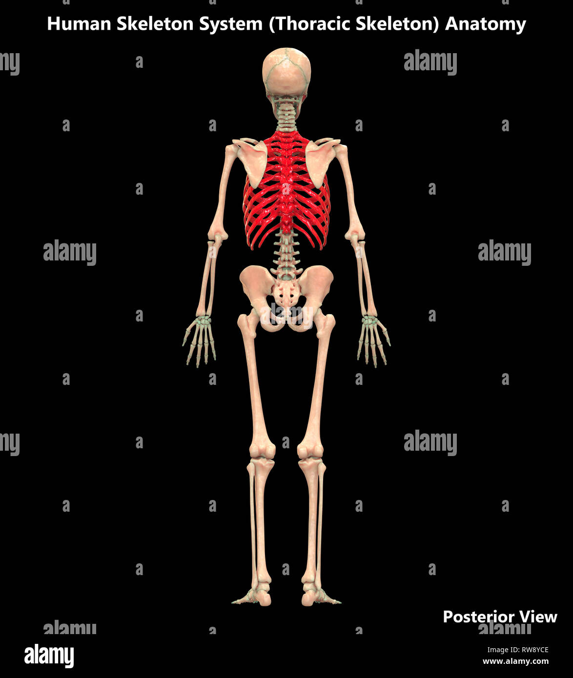 Scheletro Anatomia Umana Anatomia Umana Sistema Scheletrico Maschile