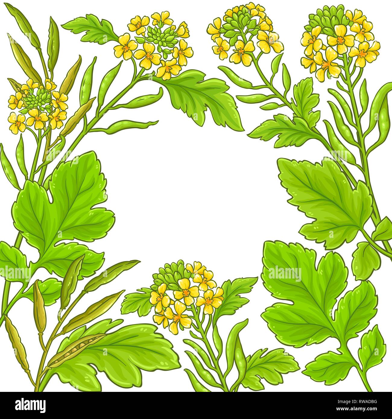 Disegno di senape bianca Immagini Vettoriali Stock - Alamy