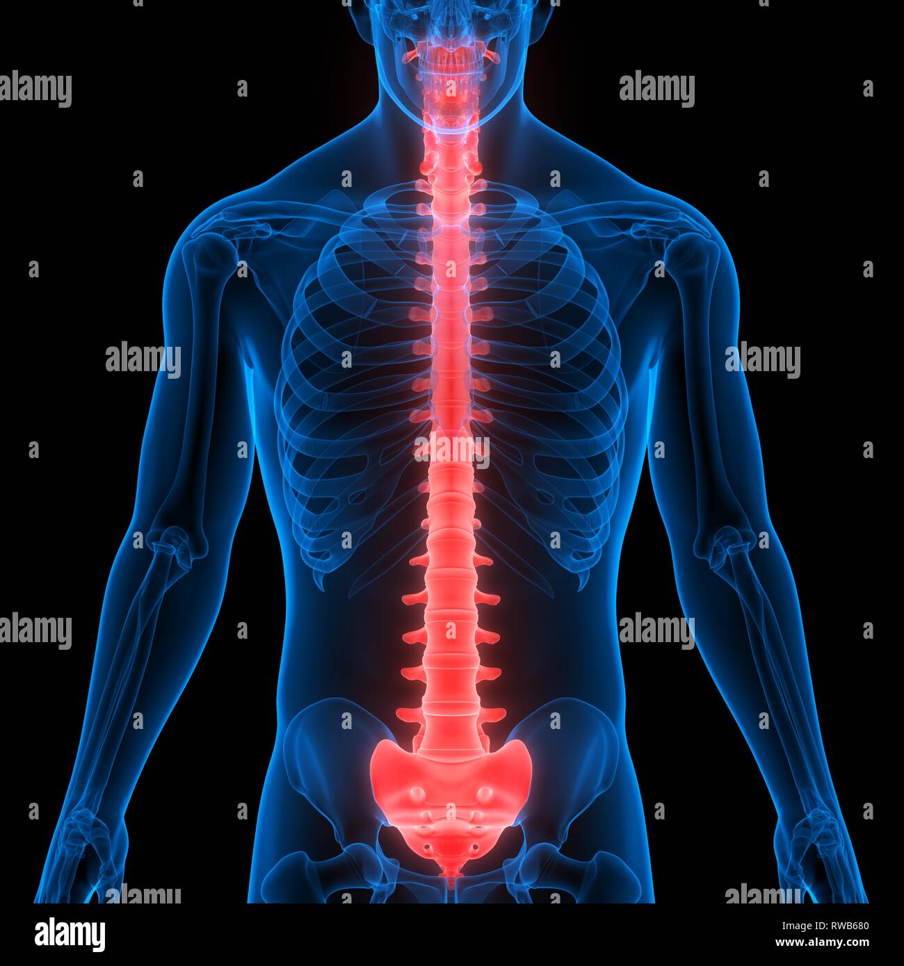 Scheletro umano del sistema colonna vertebrale anatomia Foto stock - Alamy
