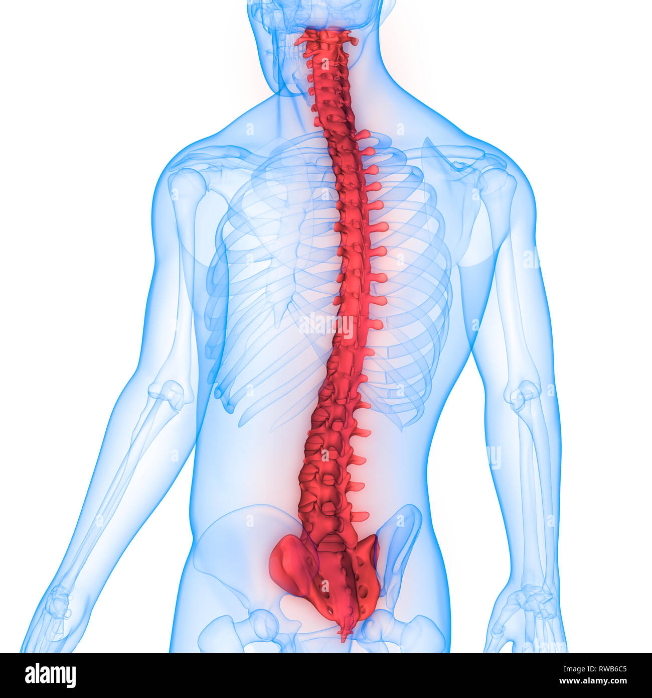 Scheletro umano del sistema colonna vertebrale anatomia Foto stock - Alamy
