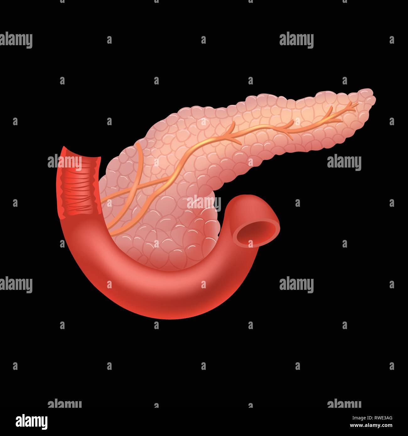 Apparato Digerente Schema Immagini e Fotos Stock - Alamy