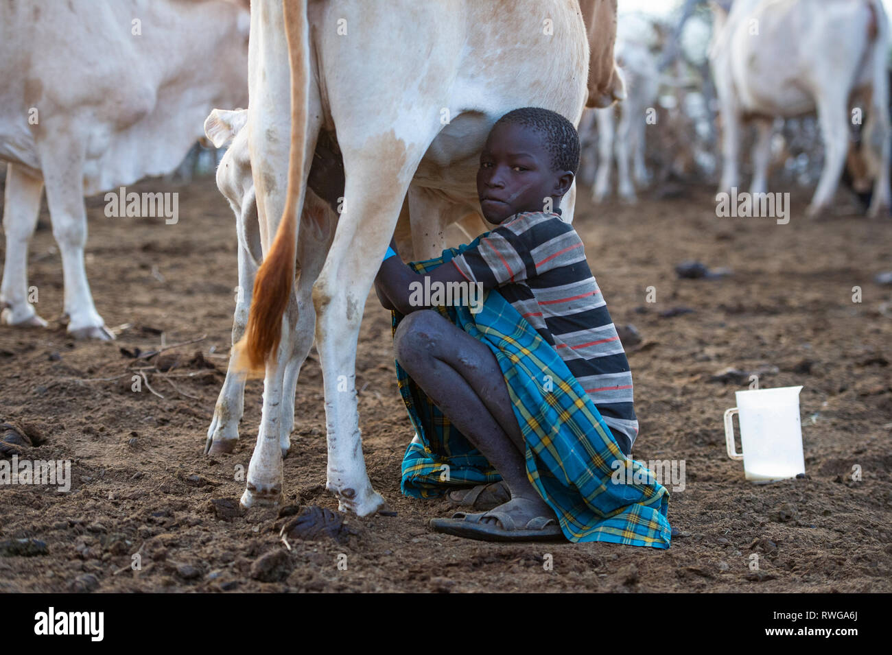 Mucca di mungitura dei bambini immagini e fotografie stock ad alta ...