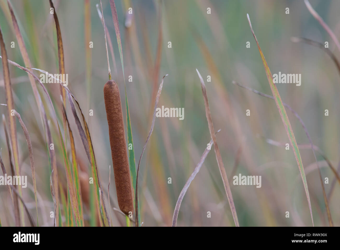 Pianta del giunco isolata immagini e fotografie stock ad alta ...