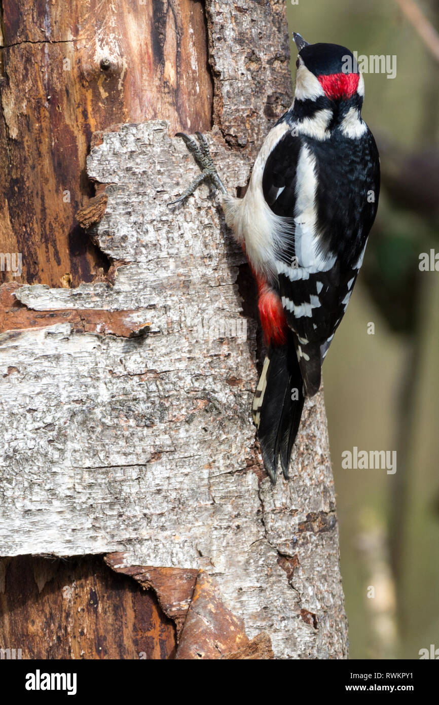 Picchio rosso maggiore spotted maschio (Dendrocopos major) in bianco e ...
