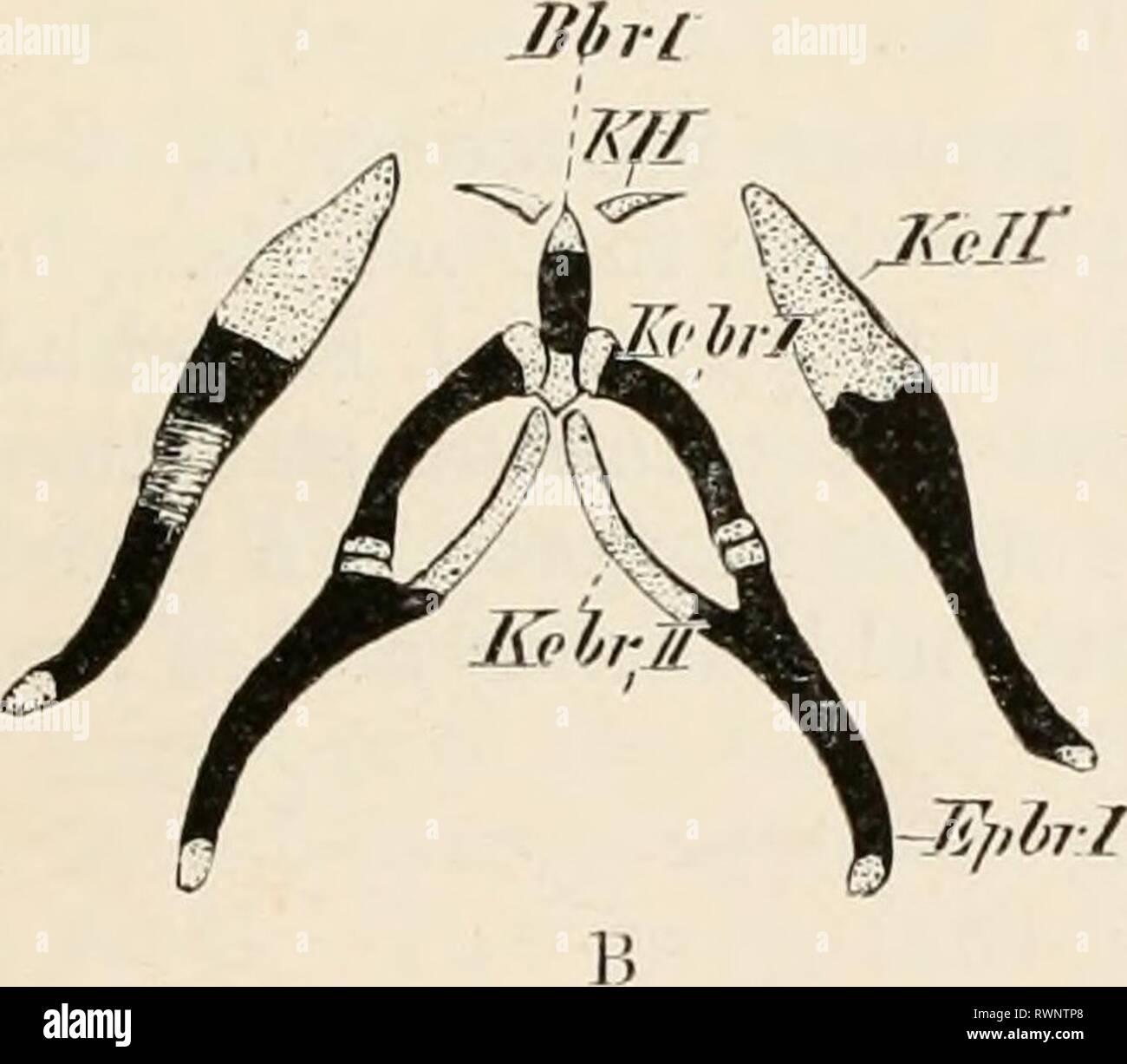 Anatomia comparata dei vertebrati immagini e fotografie stock ad alta ...