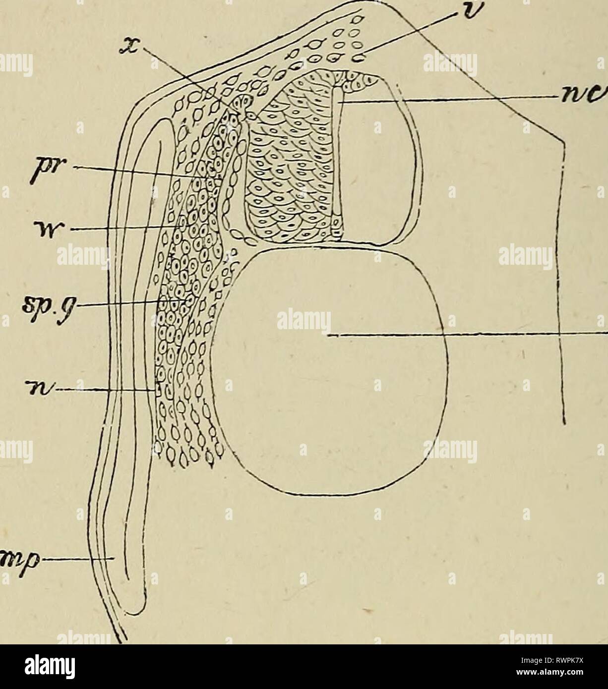 Muscolo spinale cane immagini e fotografie stock ad alta risoluzione ...