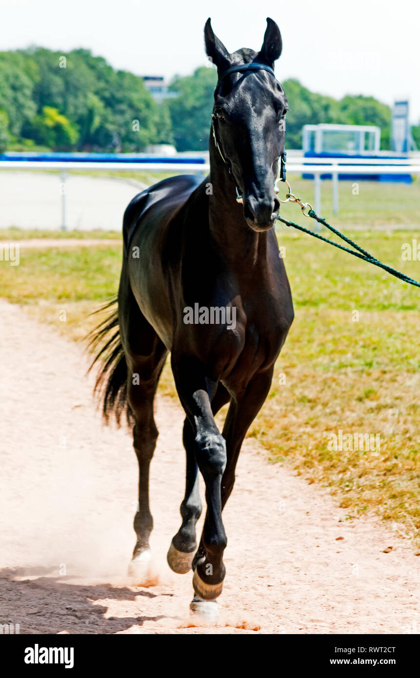 Akhal teke mare immagini e fotografie stock ad alta risoluzione - Alamy