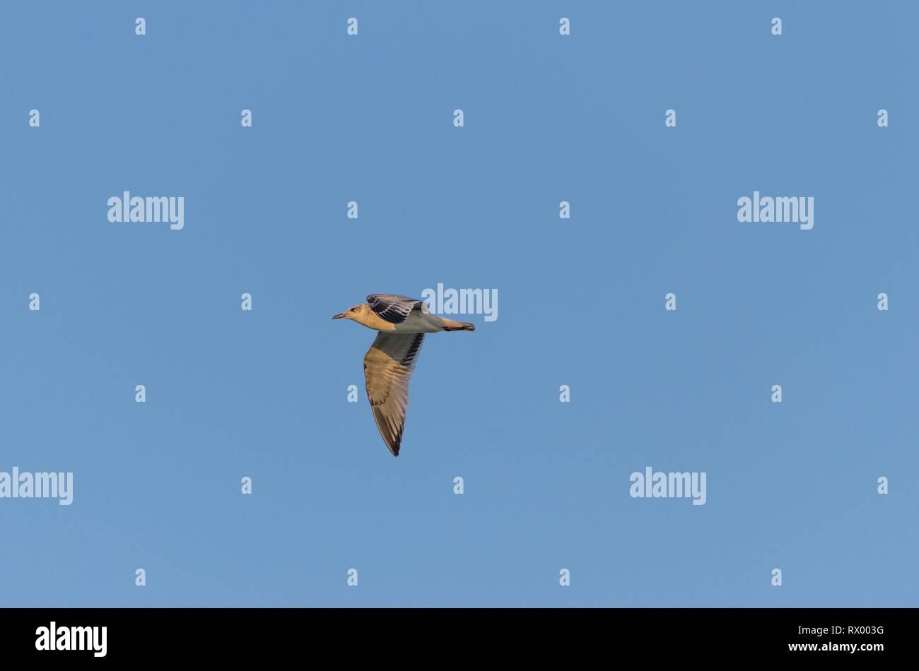 Gabbiano che vola nel cielo immagini e fotografie stock ad alta ...