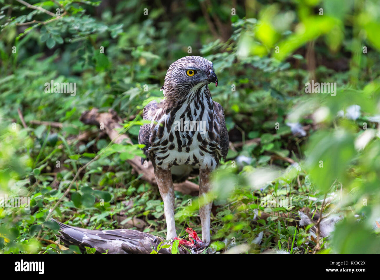 Aquila crestata con preghiera immagini e fotografie stock ad alta ...