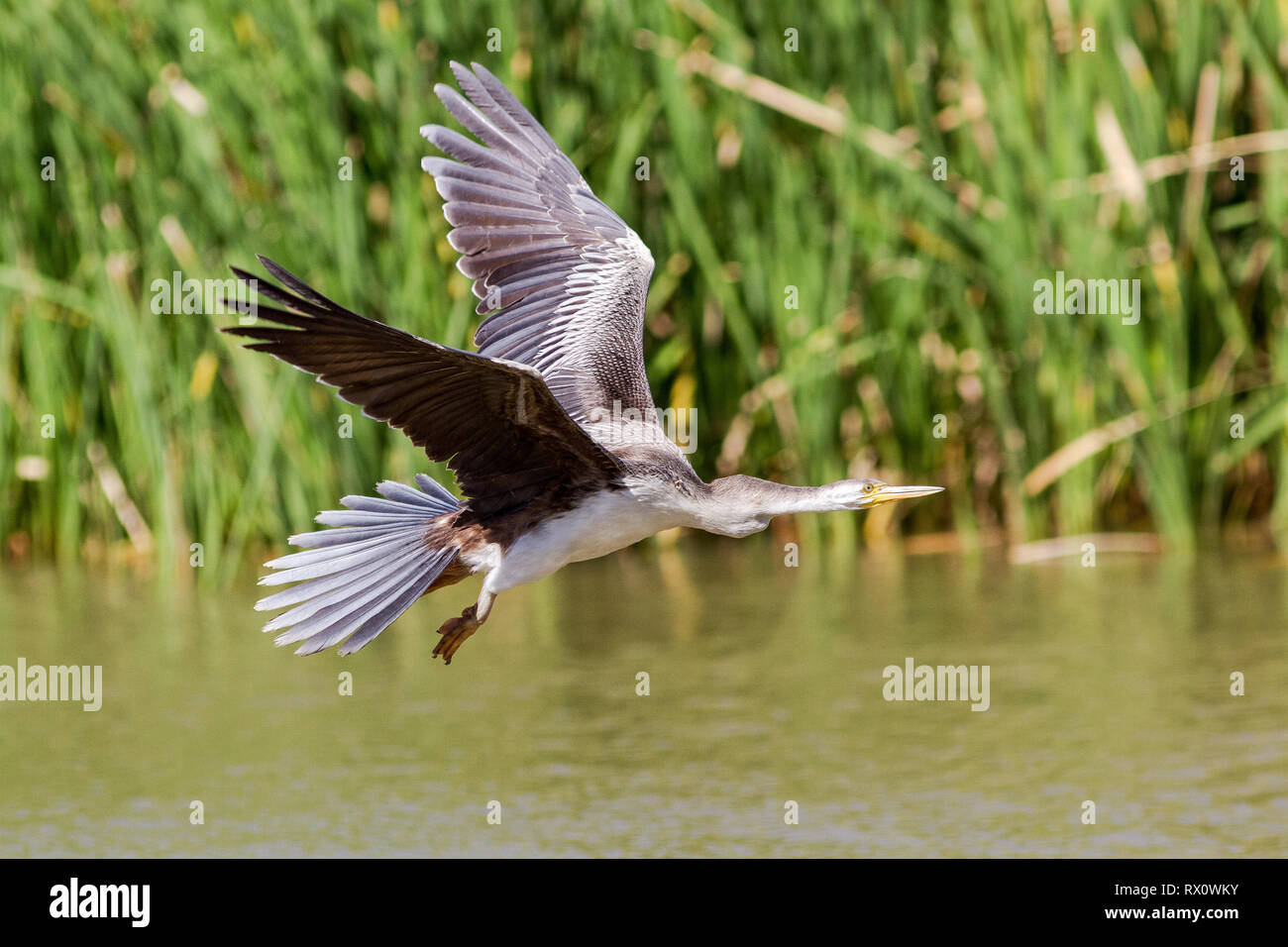 Australian darter immagini e fotografie stock ad alta risoluzione - Alamy