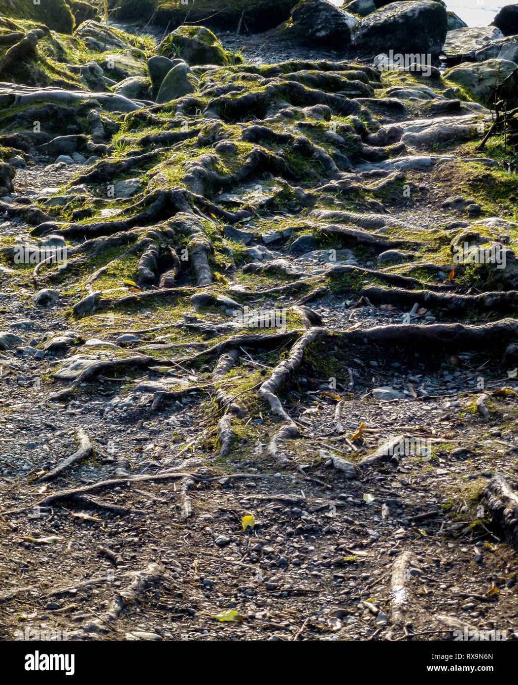 Radici dell'albero sul pavimento immagini e fotografie stock ad alta ...