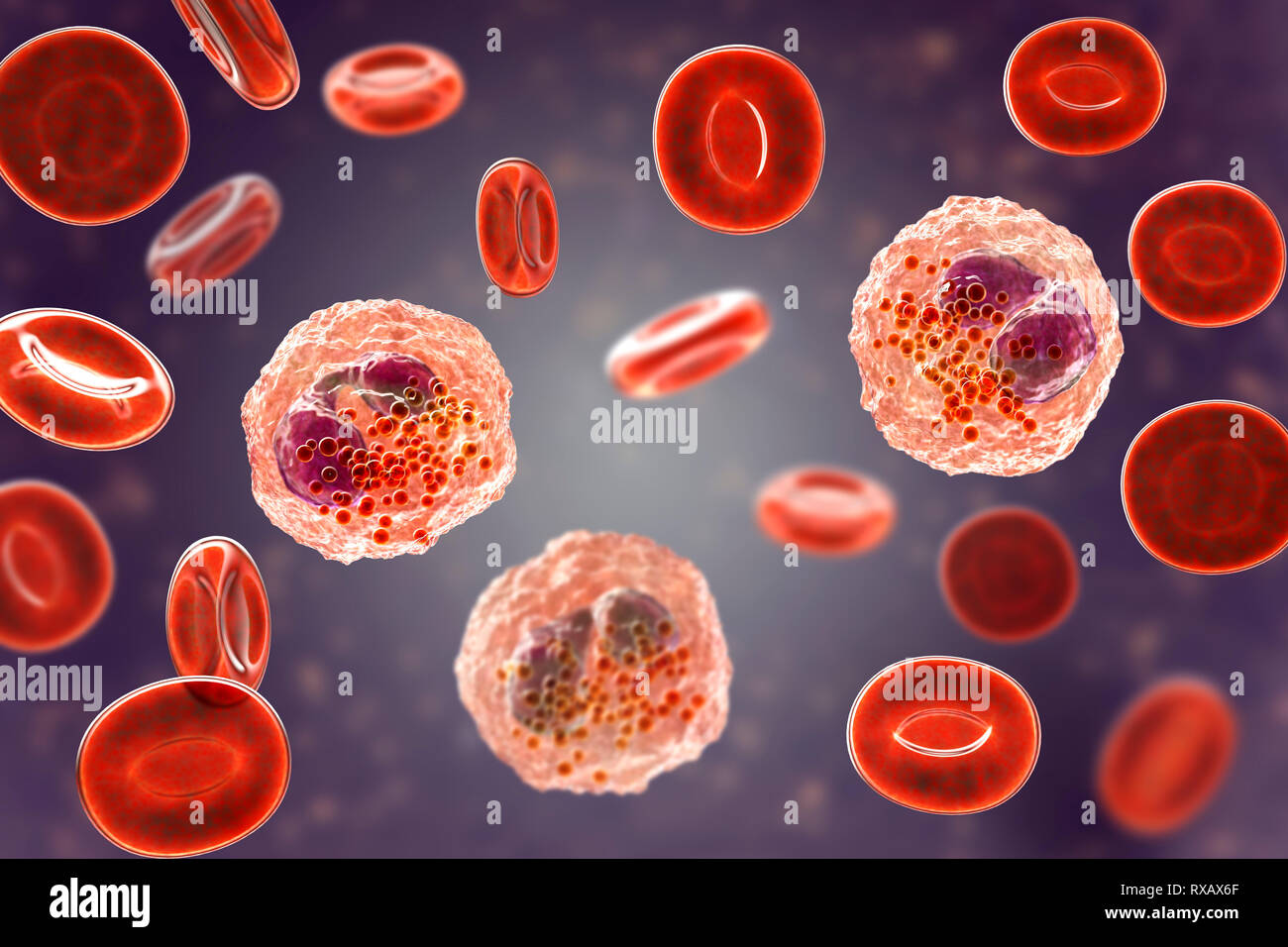 Striscio di sangue microscopico immagini e fotografie stock ad alta ...