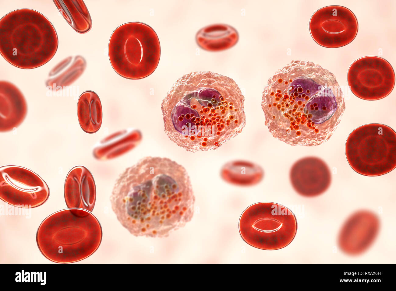 Striscio di sangue microscopico immagini e fotografie stock ad alta ...
