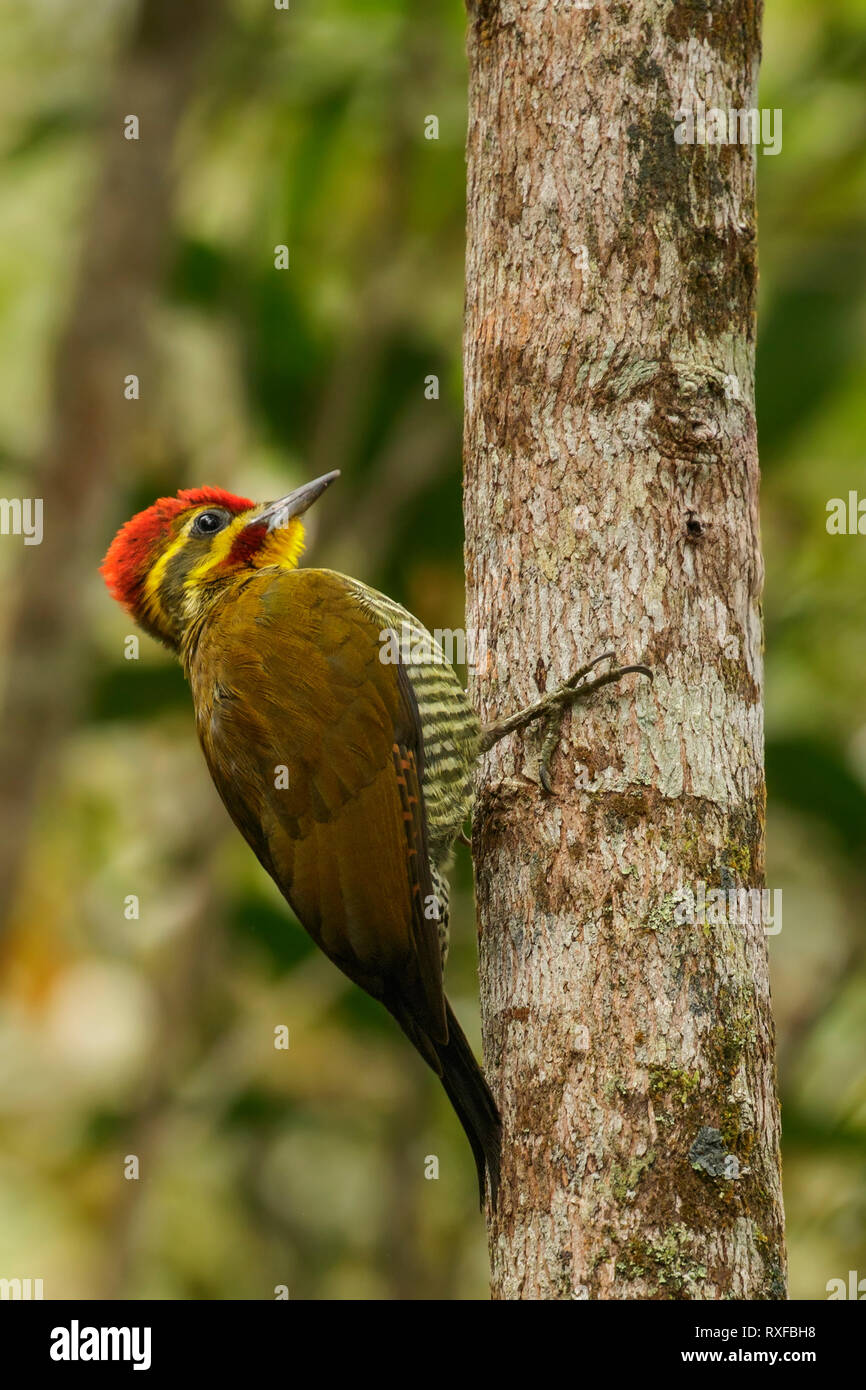 Giallo-browed picchio rosso maggiore (Piculus aurulentus) nella foresta ...