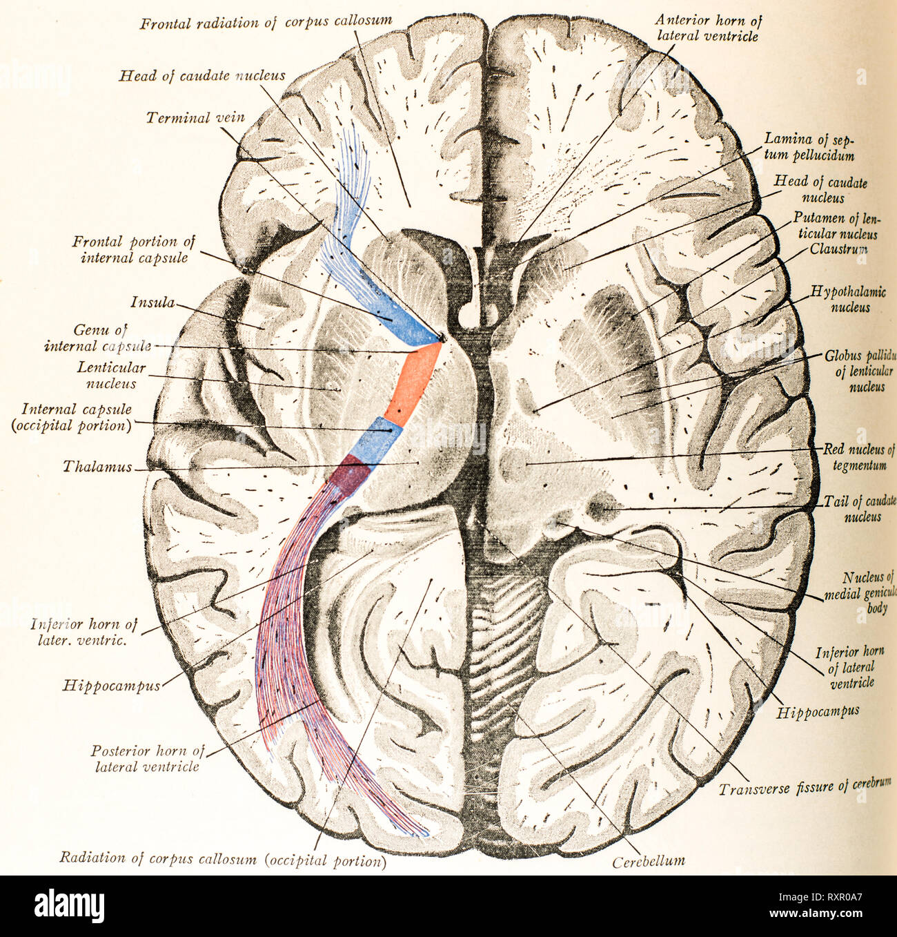 Anatomia del cervello umano e le sue strutture correlate Foto stock - Alamy