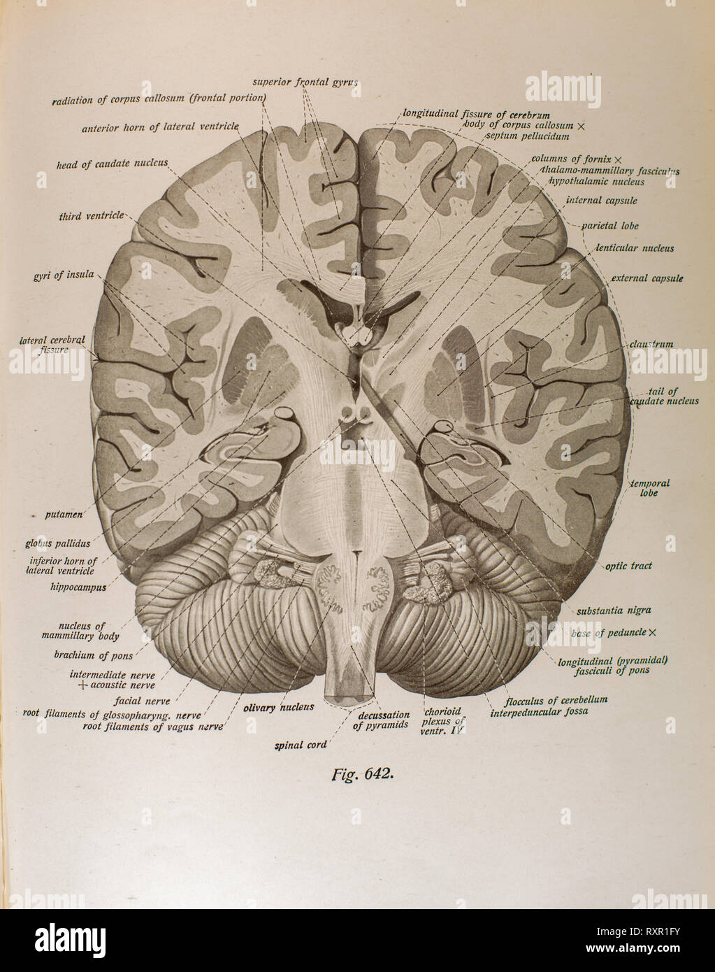 Anatomia del cervello umano e le sue strutture correlate Foto stock - Alamy