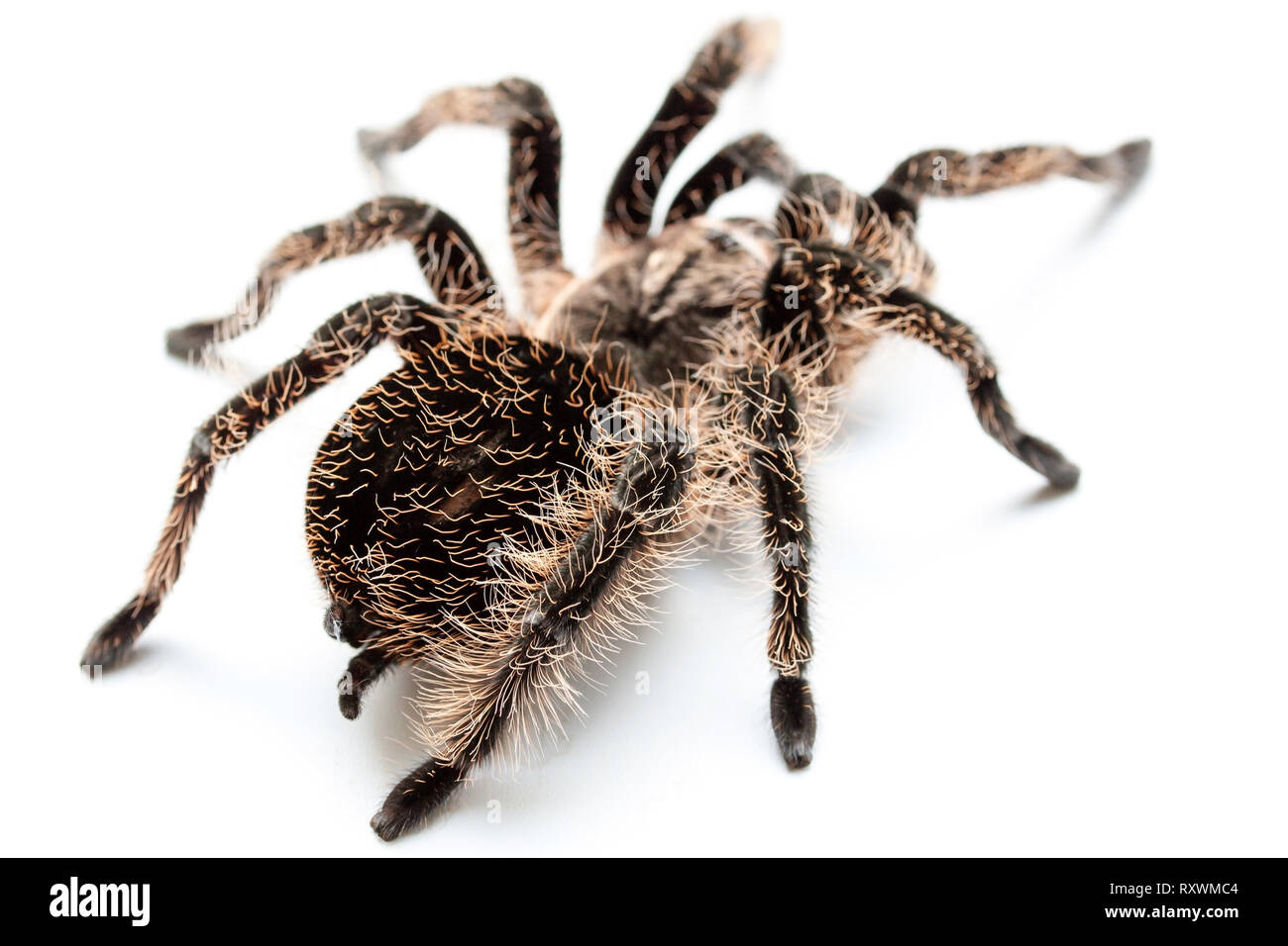 Una tarantola Immagini senza sfondo e Foto Stock ritagliate - Alamy