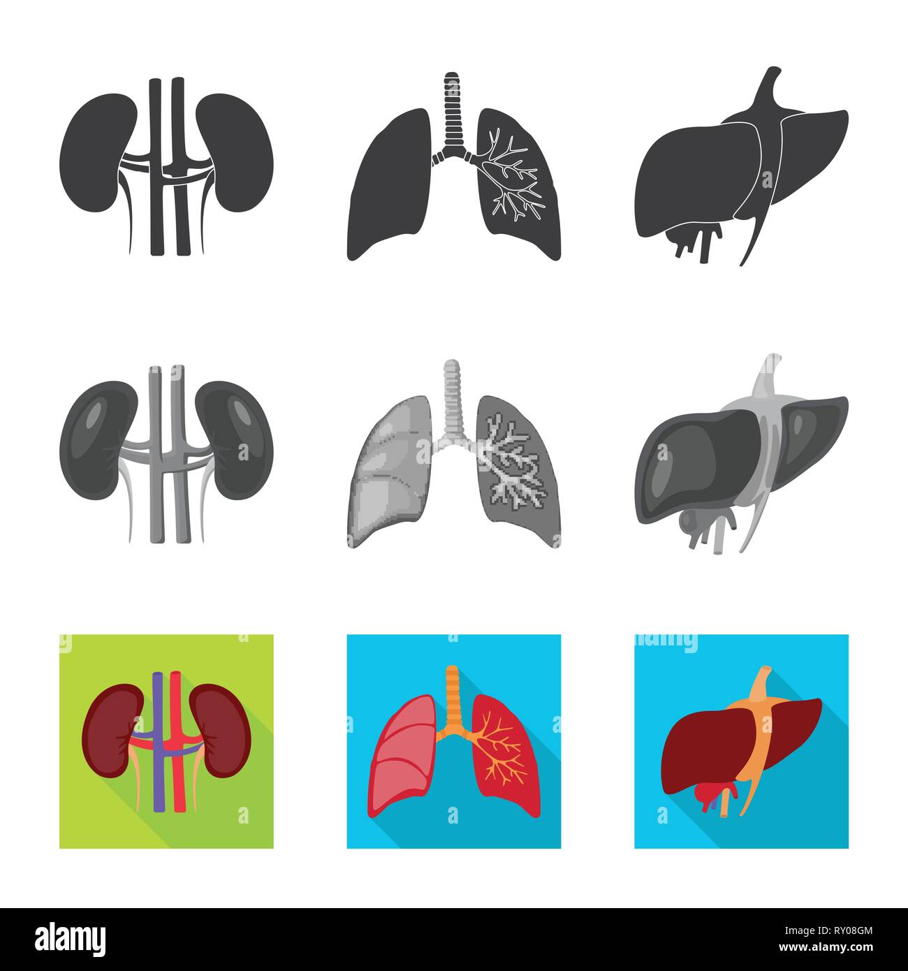 Rene,polmoni,fegato,urinario,trachea,,digestivi fagioli,polmonare corpo ...