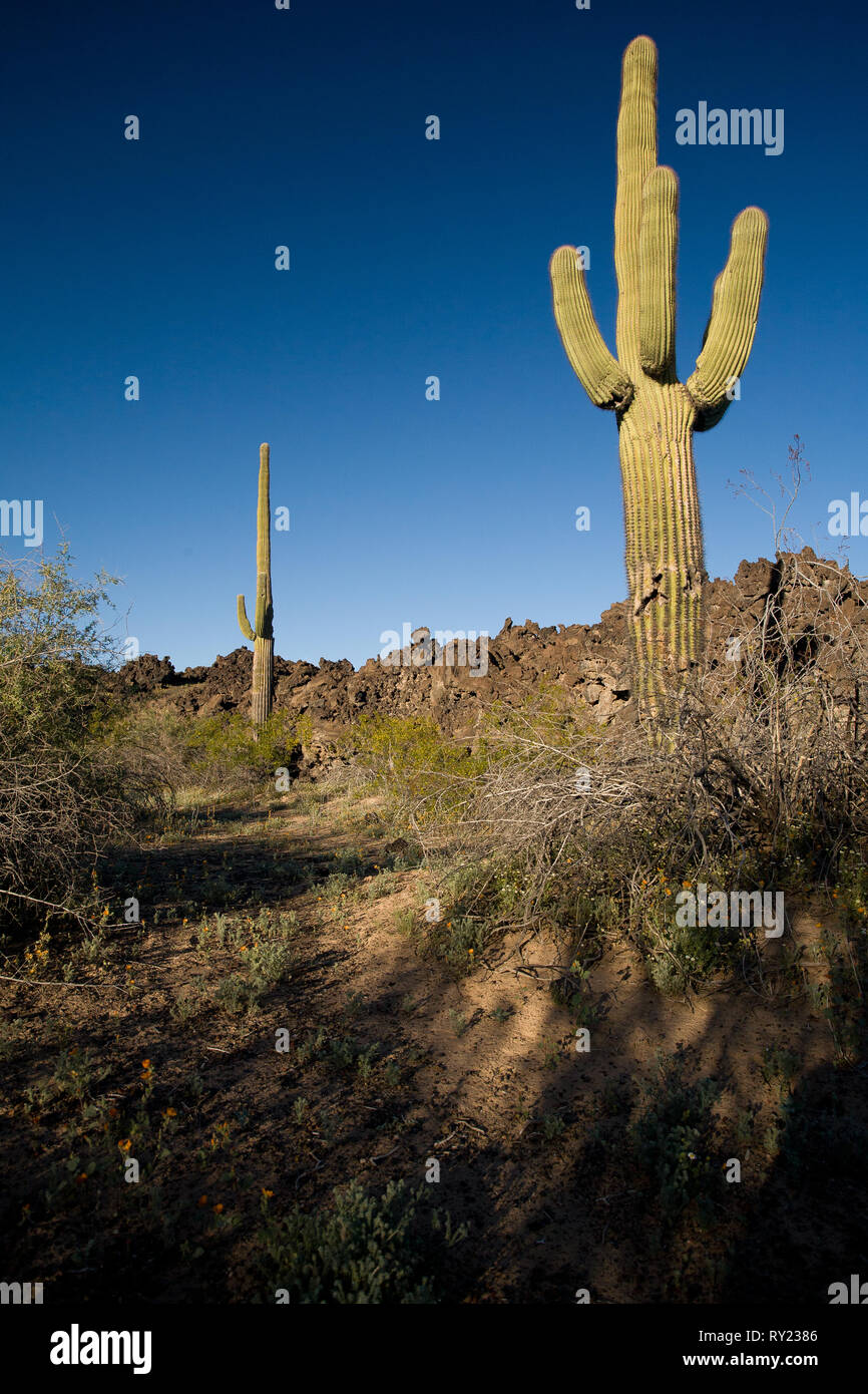 Reservat der biosfera el pinacate gran desierto de altar immagini e ...