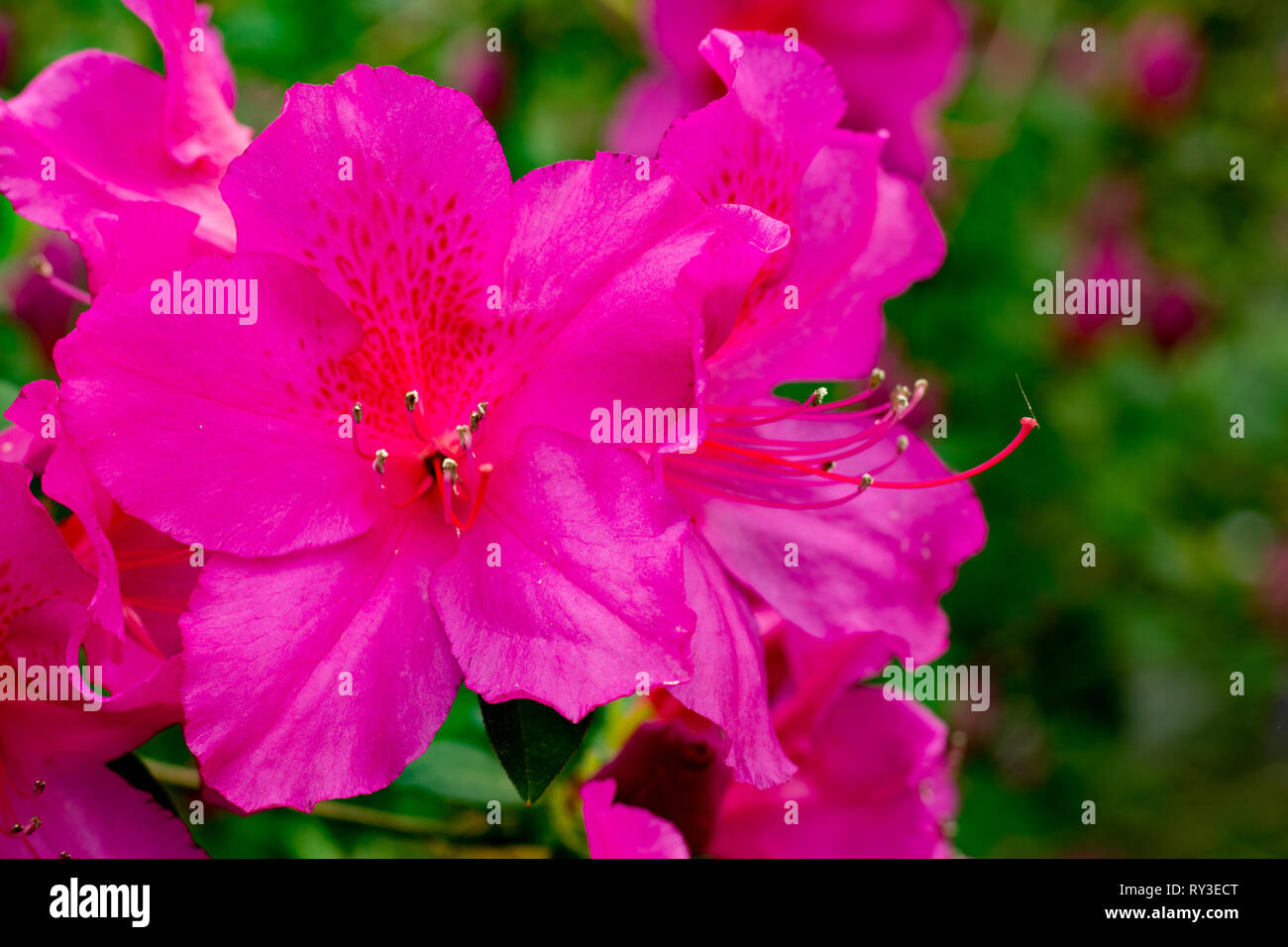 Azalee rosa illuminate dal sole immagini e fotografie stock ad alta ...
