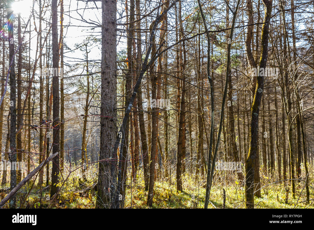 Foresta Sempreverde Secca Immagini e Fotos Stock - Alamy