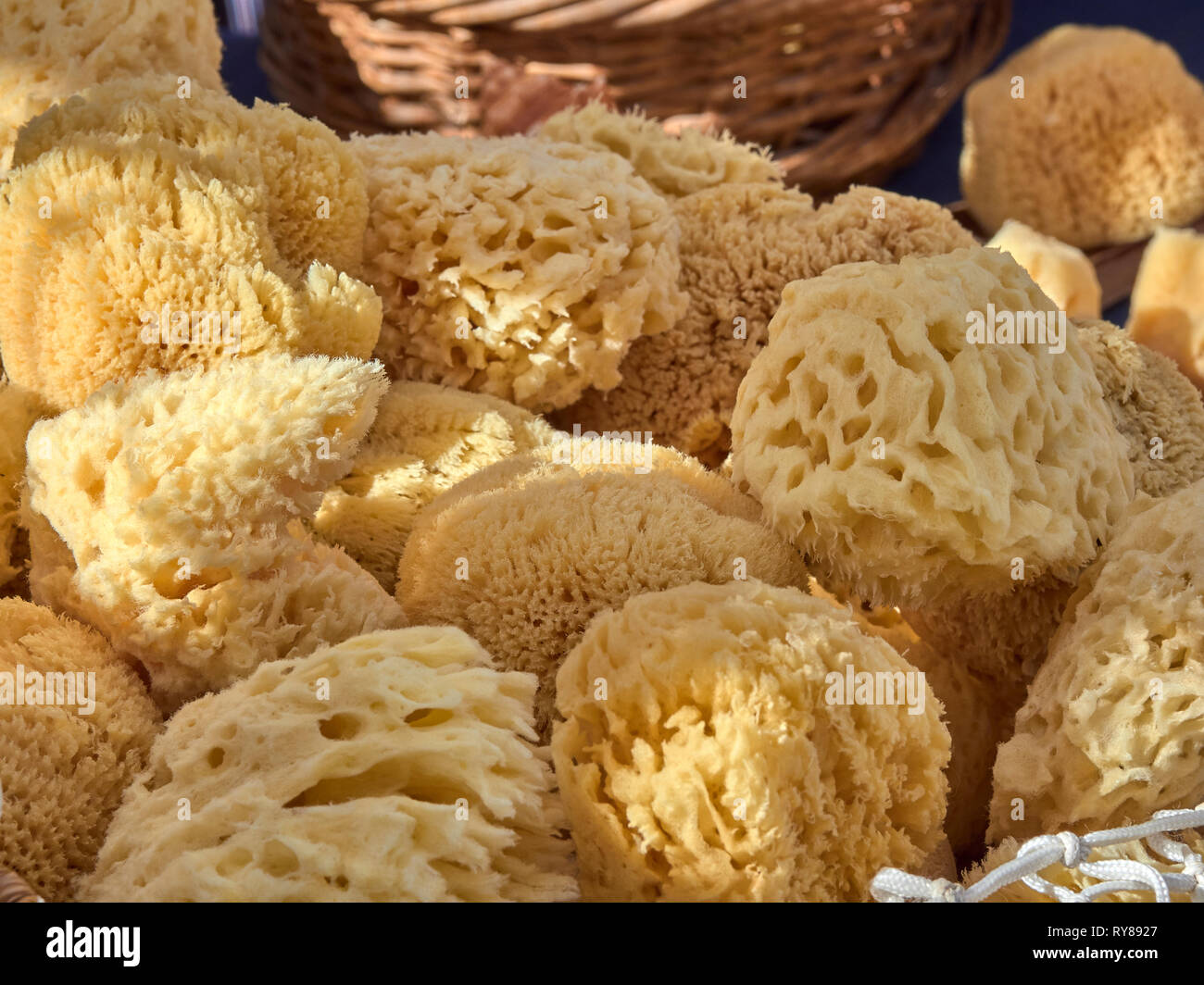 Spugna di mare immagini e fotografie stock ad alta risoluzione - Alamy