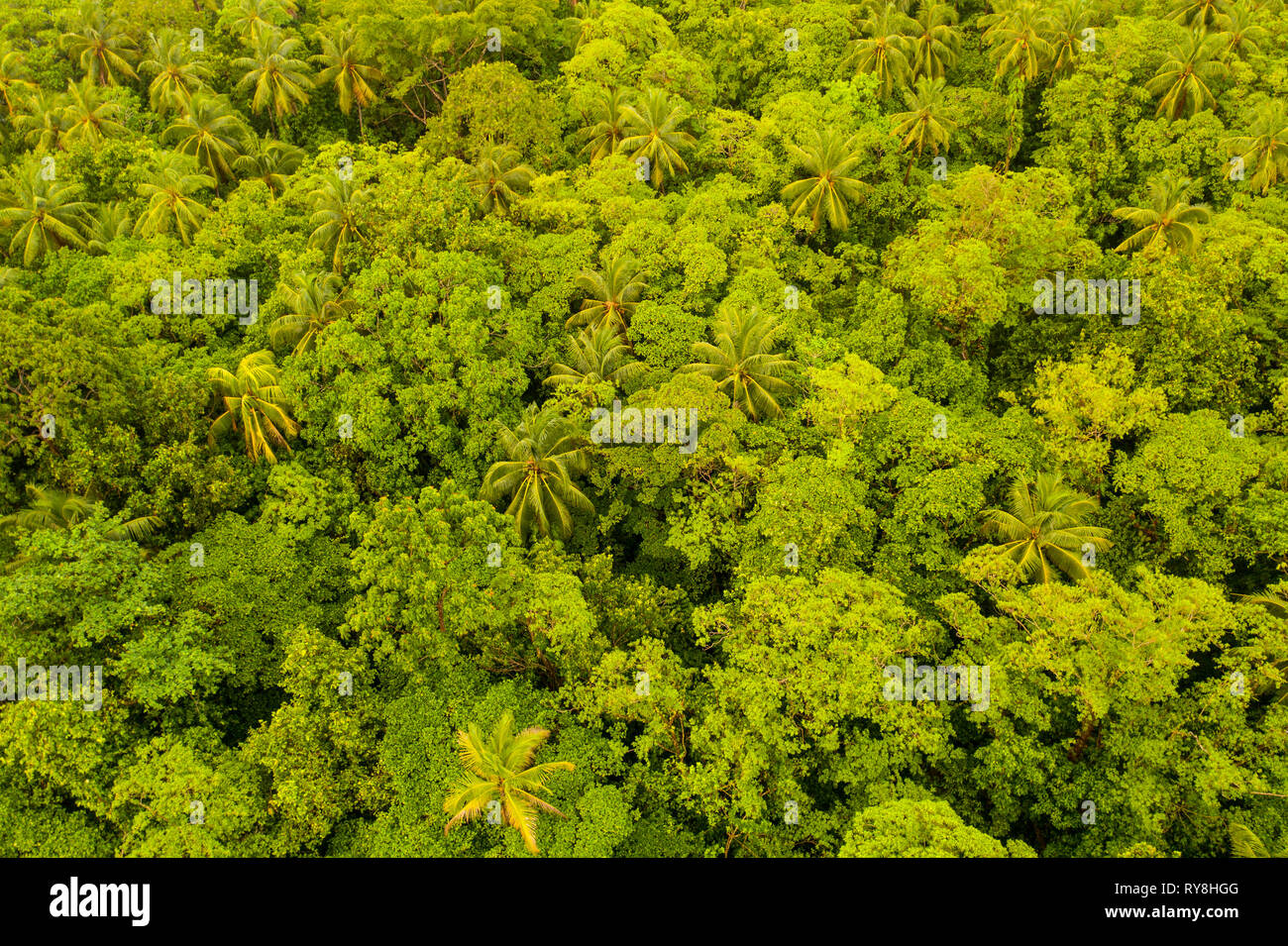 Ecosistema verde lussureggiante natura pacifica immagini e fotografie ...