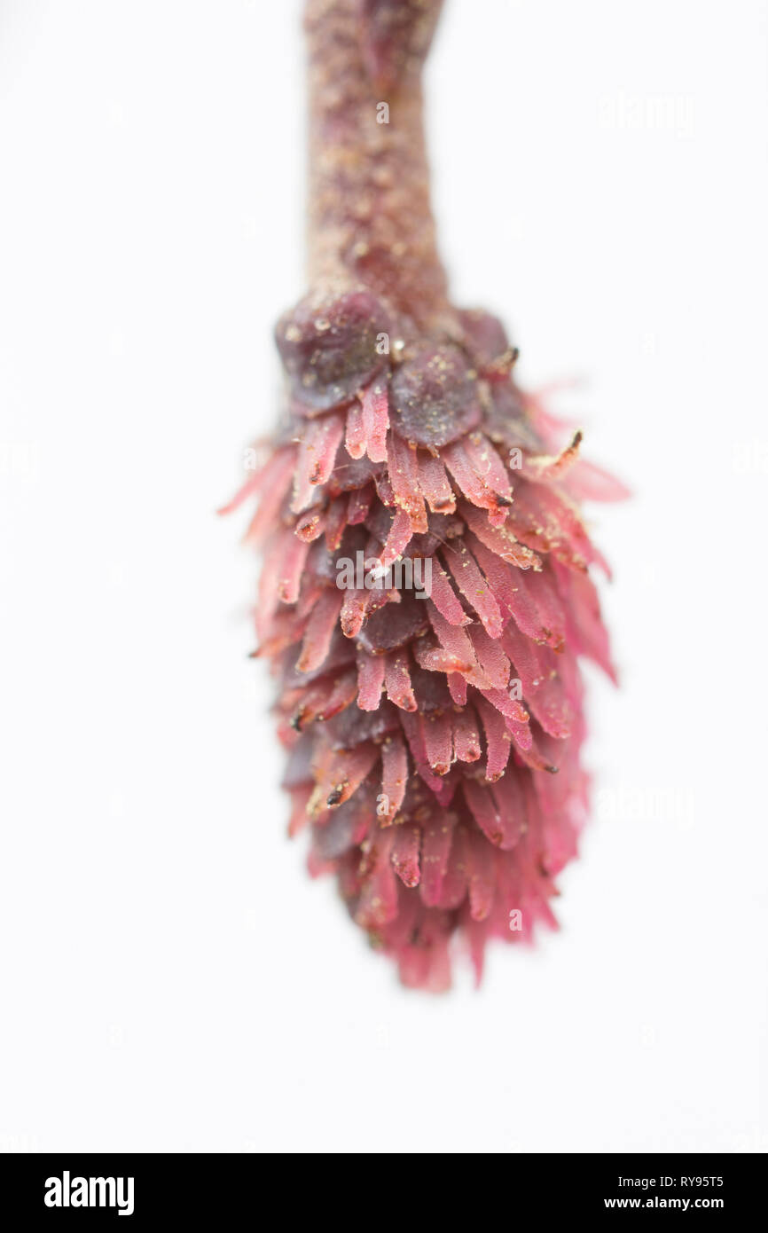 Fiori di ontano immagini e fotografie stock ad alta risoluzione - Alamy